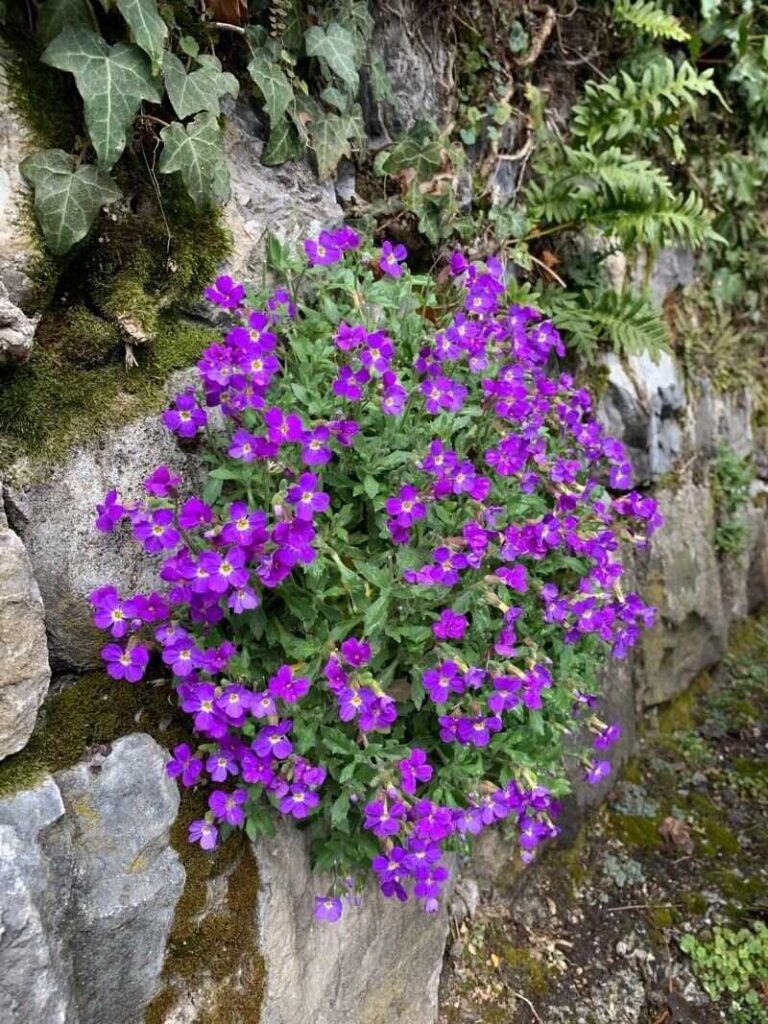 Pázsitviola virágok a kertben – Chameleon világa | Színes érdekességek